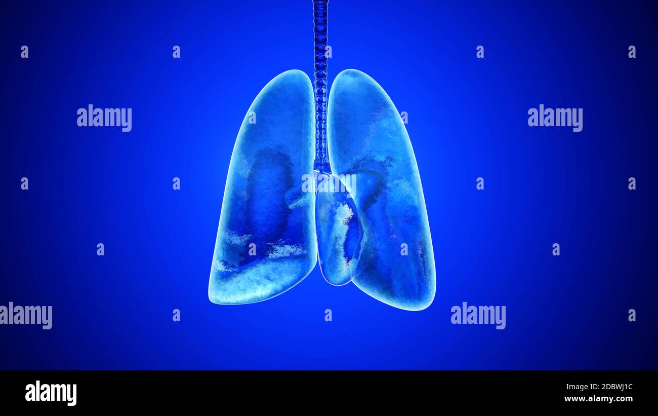 3D illustration of human lungs filled with Oxygen Stock Photo - Alamy