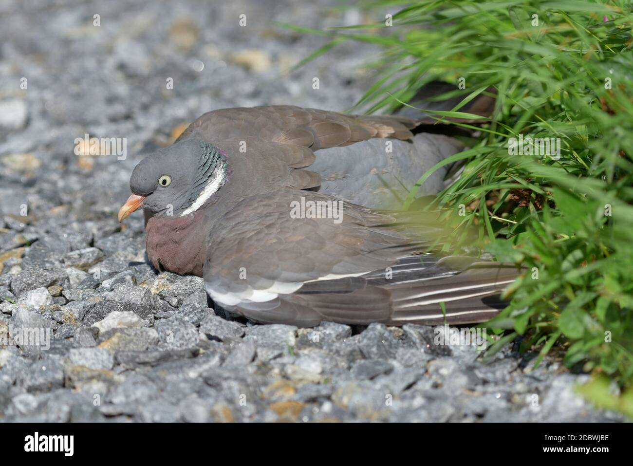Culver culvers bird birds hi-res stock photography and images - Alamy