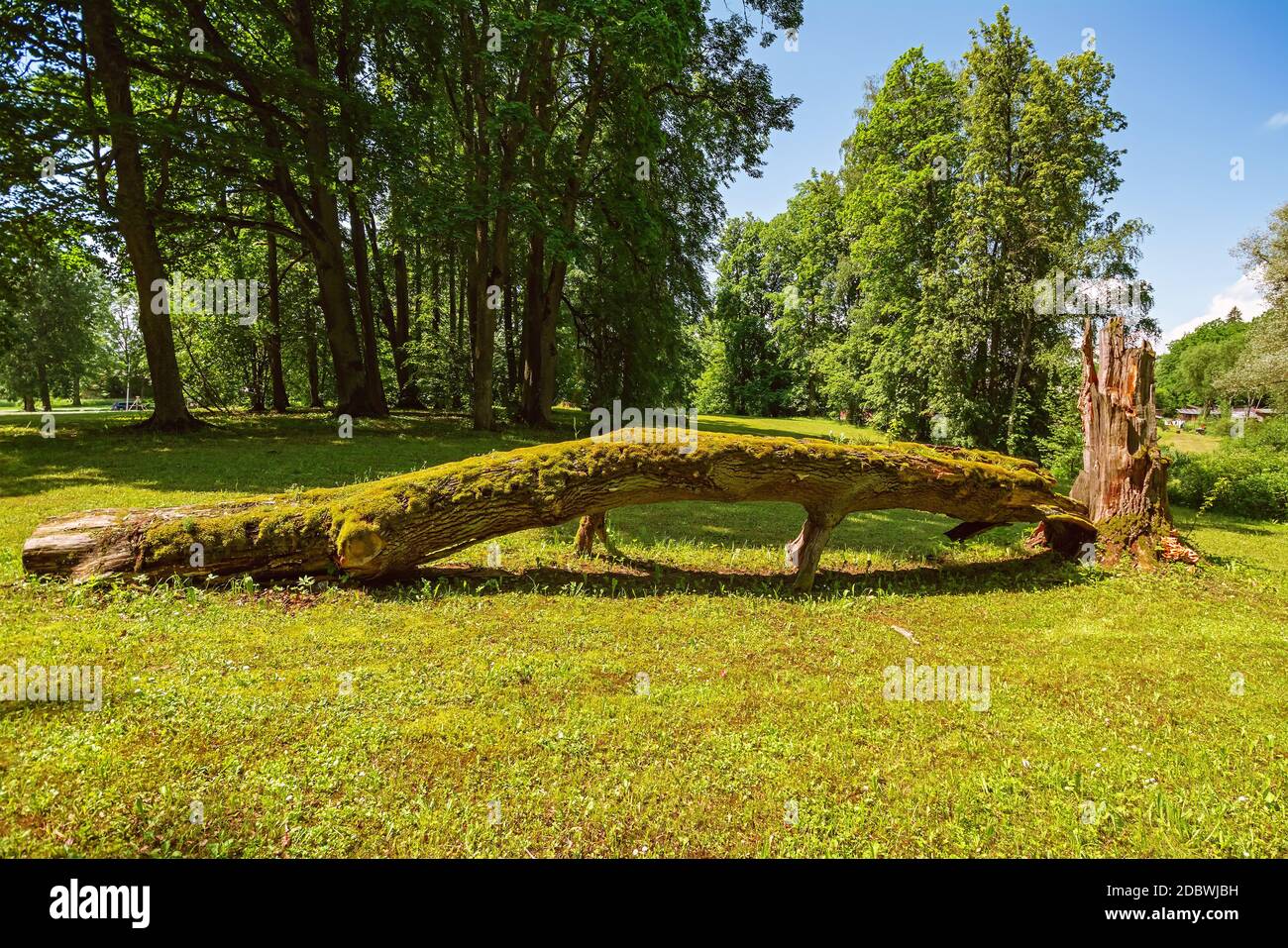 Old fallen tree on hi-res stock photography and images - Alamy