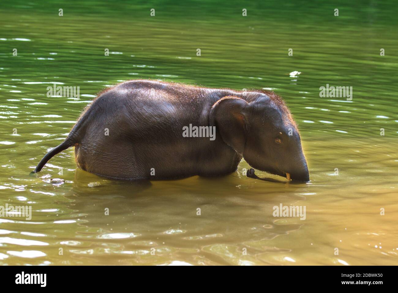 Elephant Rehabilitation Centre, Kottoor, Kappukad, Trivandrum, Elephant ...