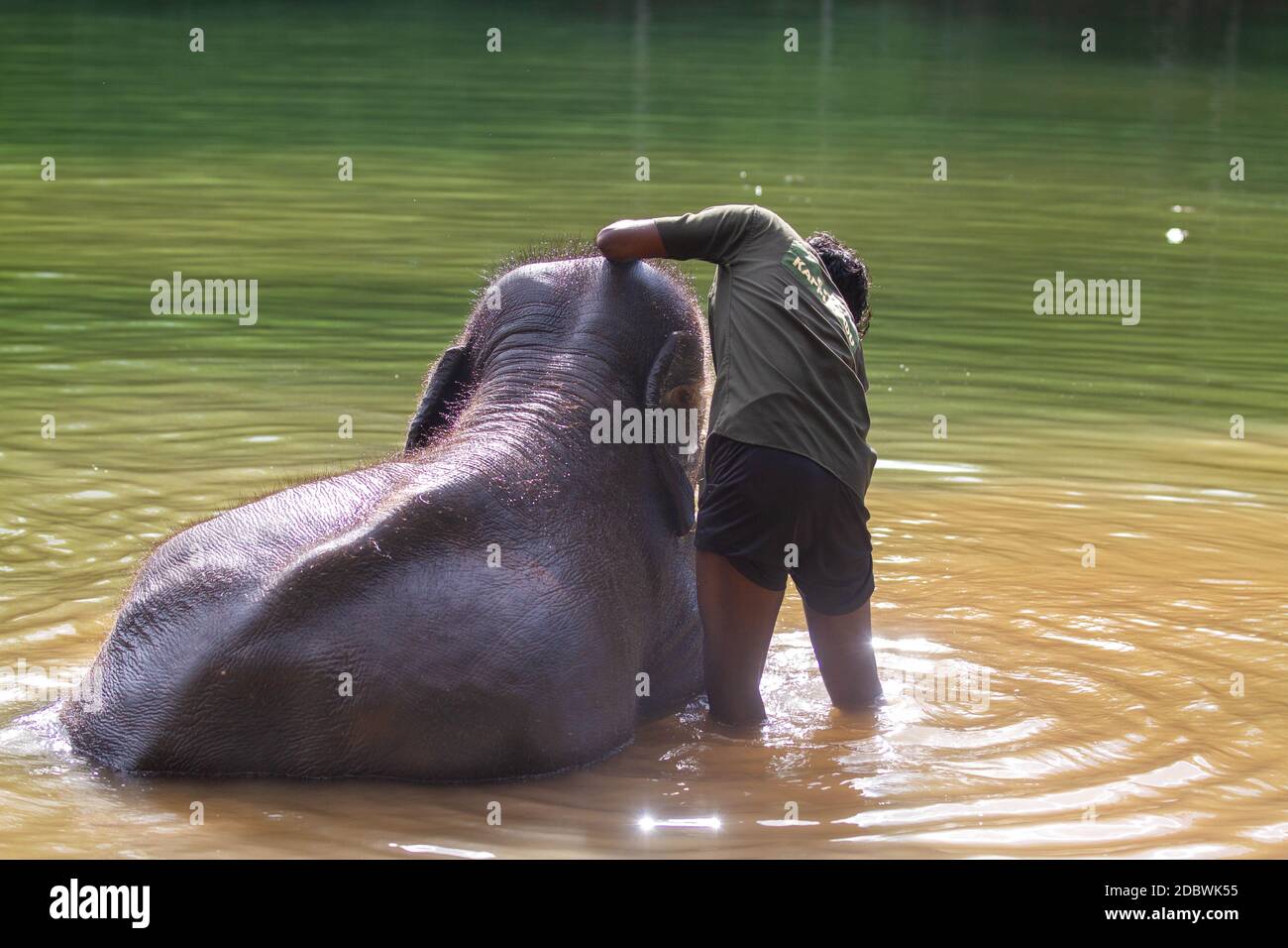 Elephant Rehabilitation Centre, Kottoor, Kappukad, Trivandrum, Elephant ...