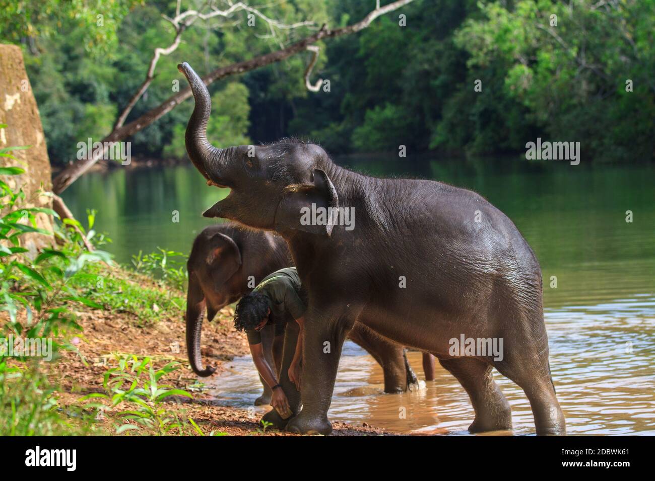 Elephant Rehabilitation Centre, Kottoor, Kappukad, Trivandrum, Elephant ...