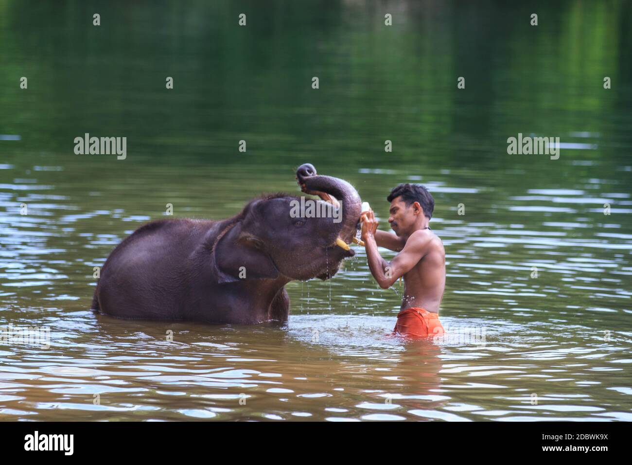 Elephant Rehabilitation Centre, Kottoor, Kappukad, Trivandrum, Elephant ...