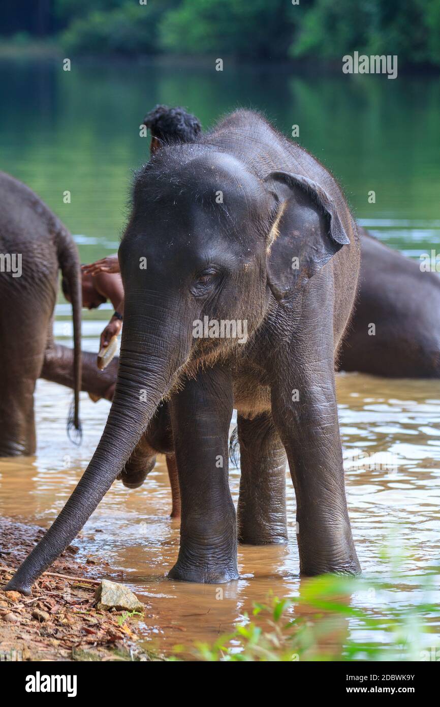 Elephant Rehabilitation Centre, Kottoor, Kappukad, Trivandrum, Elephant ...