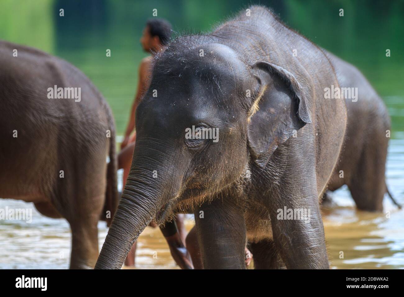 Elephant Rehabilitation Centre, Kottoor, Kappukad, Trivandrum, Elephant ...