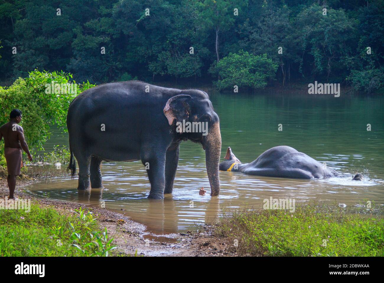 Elephant Rehabilitation Centre, Kottoor, Kappukad, Trivandrum, Elephant ...