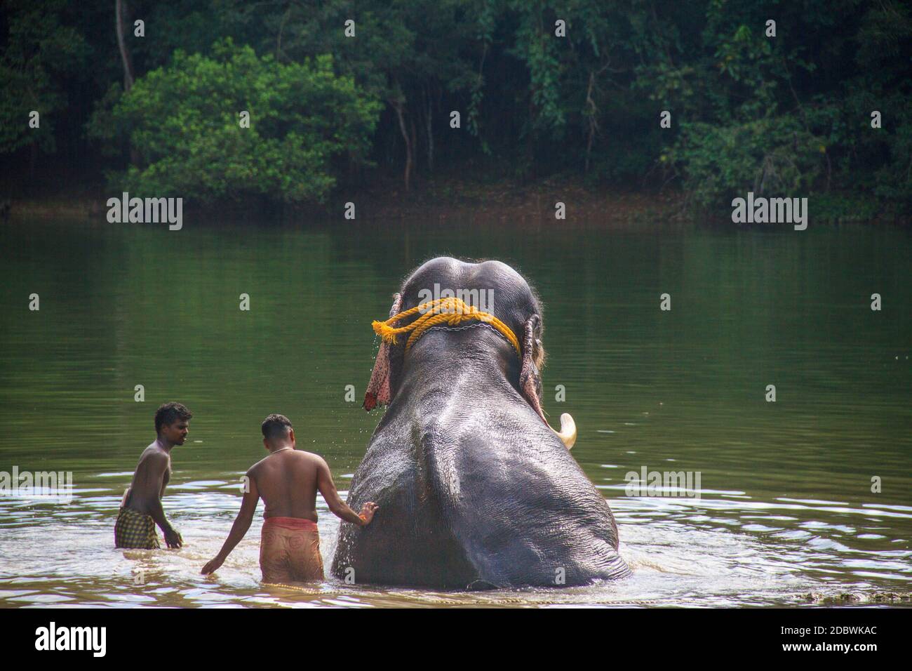 Elephant Rehabilitation Centre, Kottoor, Kappukad, Trivandrum, Elephant ...