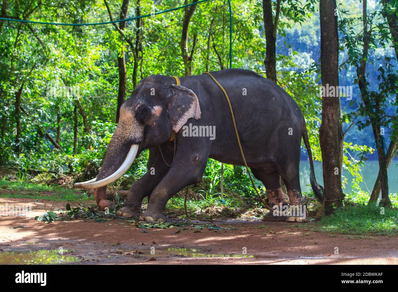 Elephant Rehabilitation Centre, Kottoor, Kappukad, Trivandrum, Elephant ...