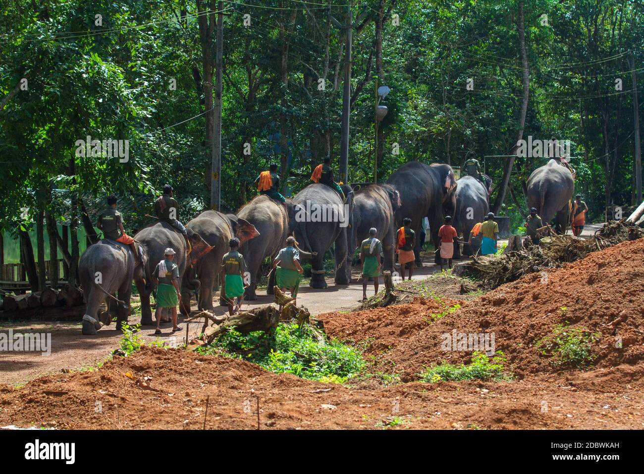 Elephant Rehabilitation Centre, Kottoor, Kappukad, Trivandrum, Elephant ...