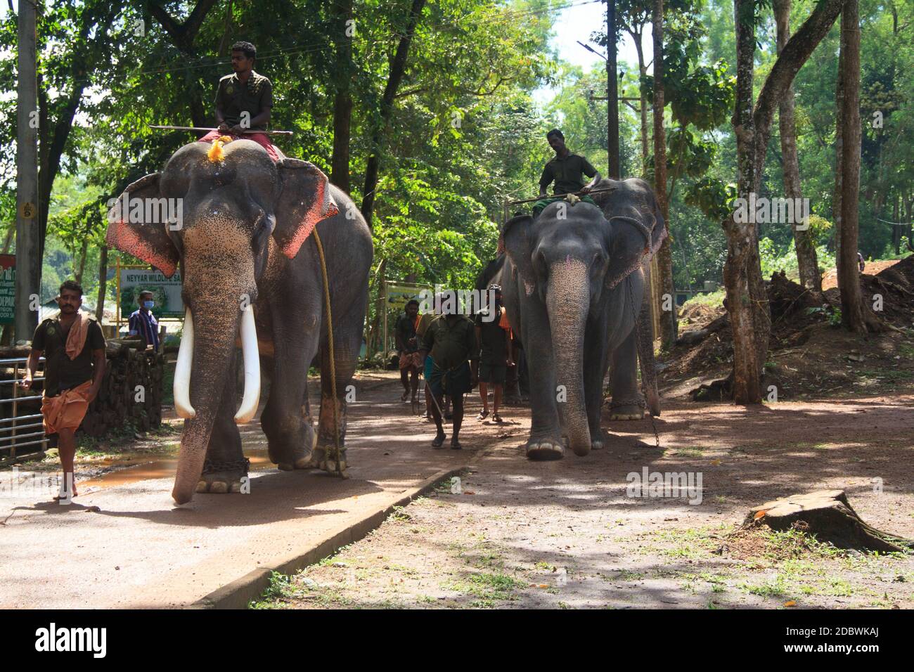 Kottoor forest hi-res stock photography and images - Alamy