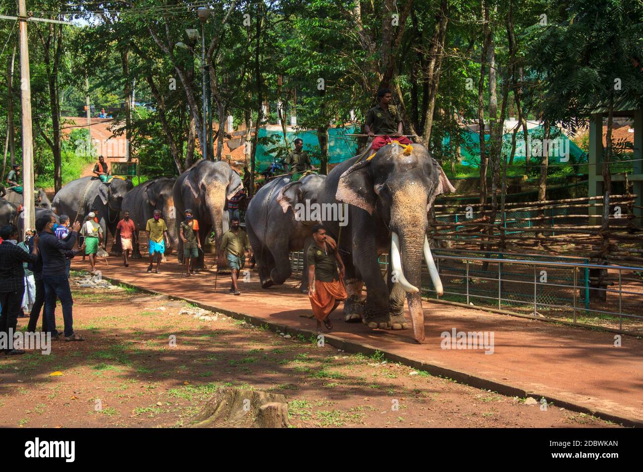 Elephant Rehabilitation Centre, Kottoor, Kappukad, Trivandrum, Elephant ...