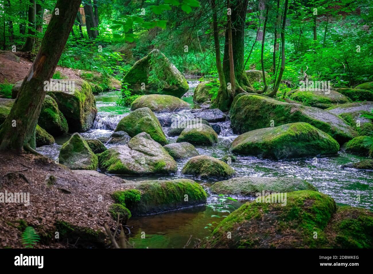 Green hell forest hi-res stock photography and images - Alamy