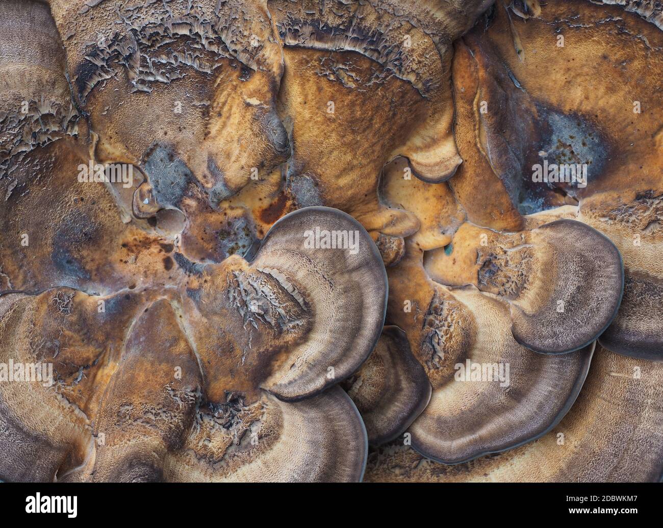 Mushroom ,Surface ,Structure Stock Photo - Alamy