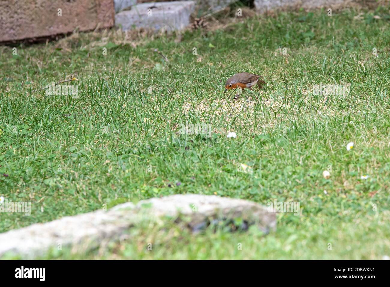 European robin eating in the grass Stock Photo - Alamy