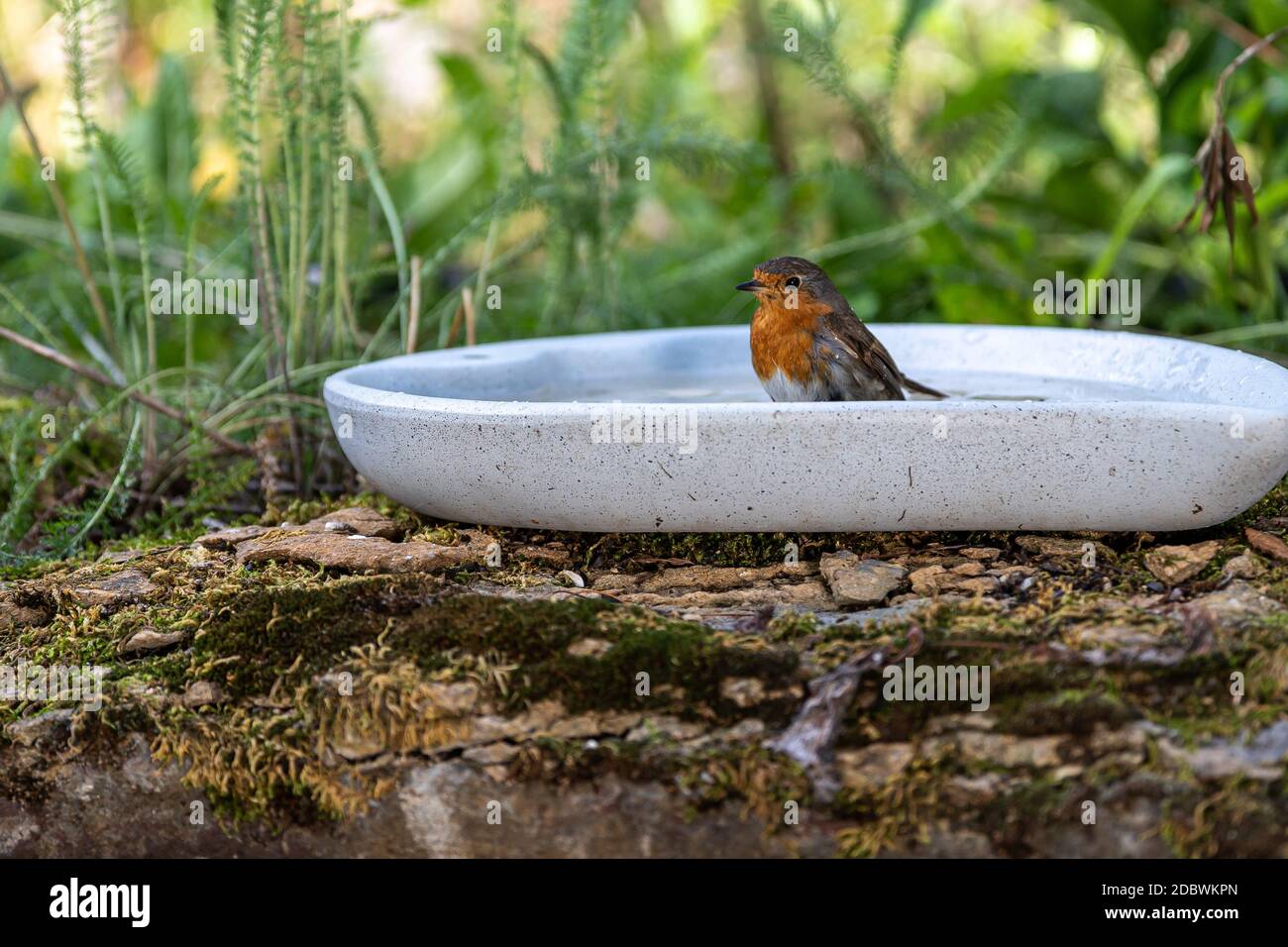European robin bathing in bird bath Stock Photo - Alamy