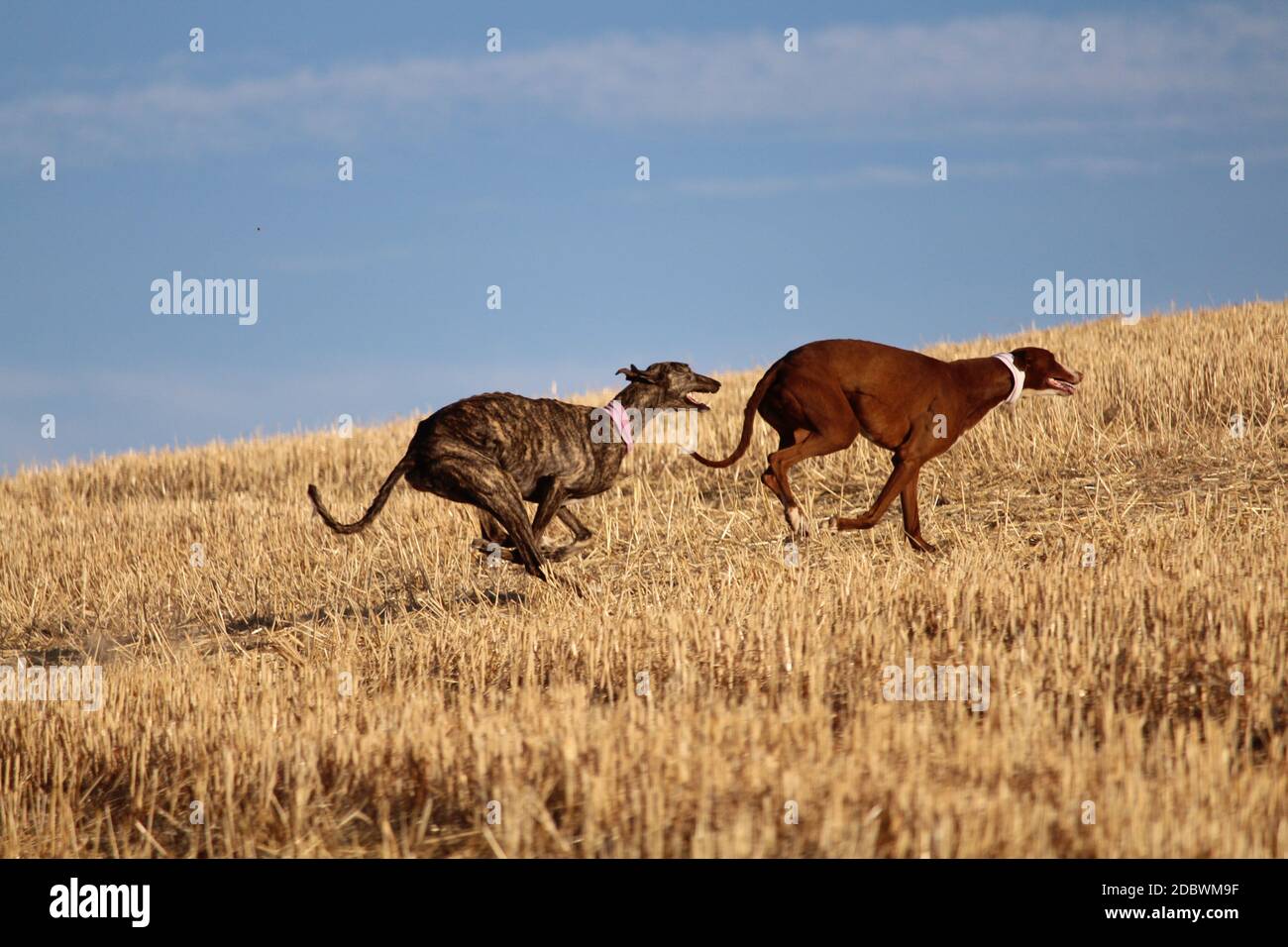 Spanish greyhound in mechanical hare race in the countryside Stock ...