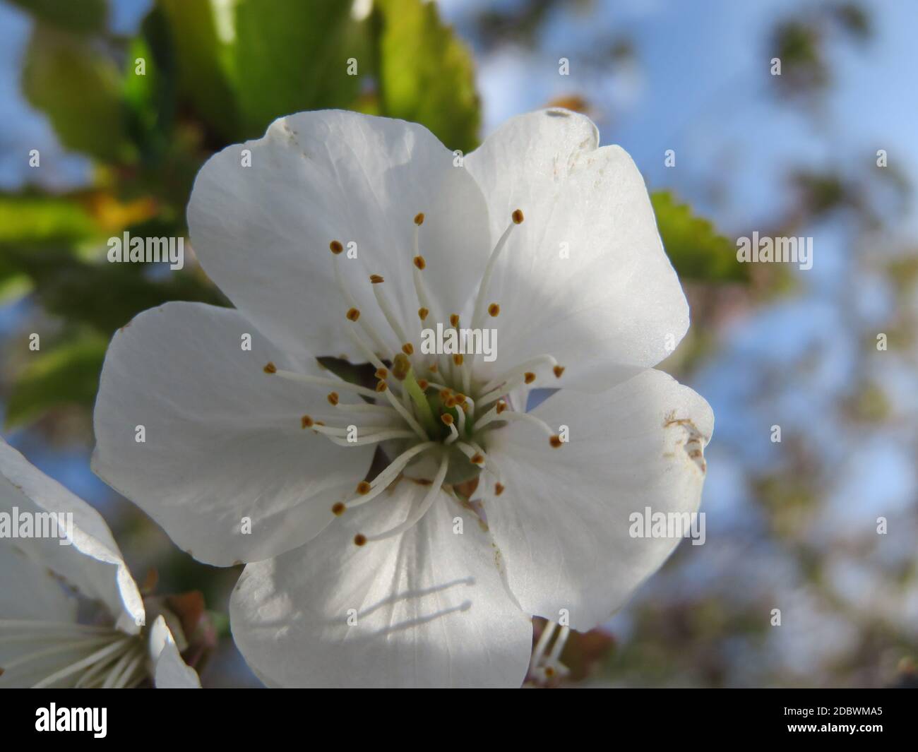 Beautiful flower of a nice color and a pleasant color Stock Photo - Alamy