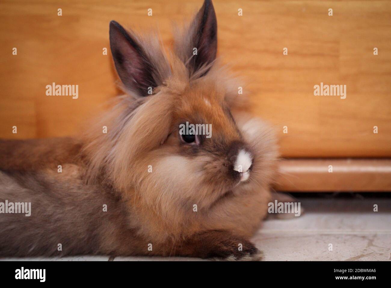 Photo shoot with a young dwarf rabbit Stock Photo - Alamy