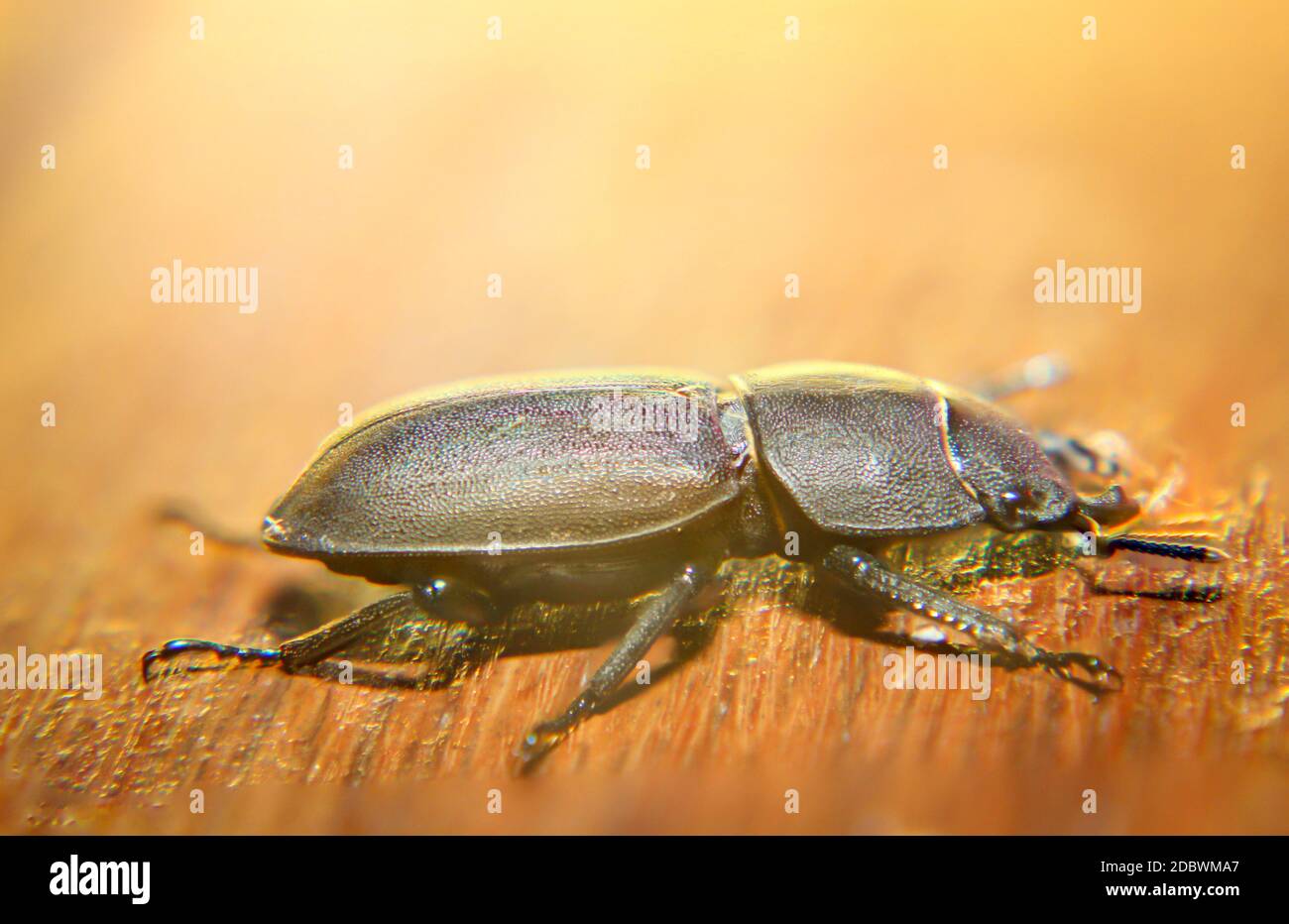 Close up or portrait of a female stag beetle Stock Photo - Alamy
