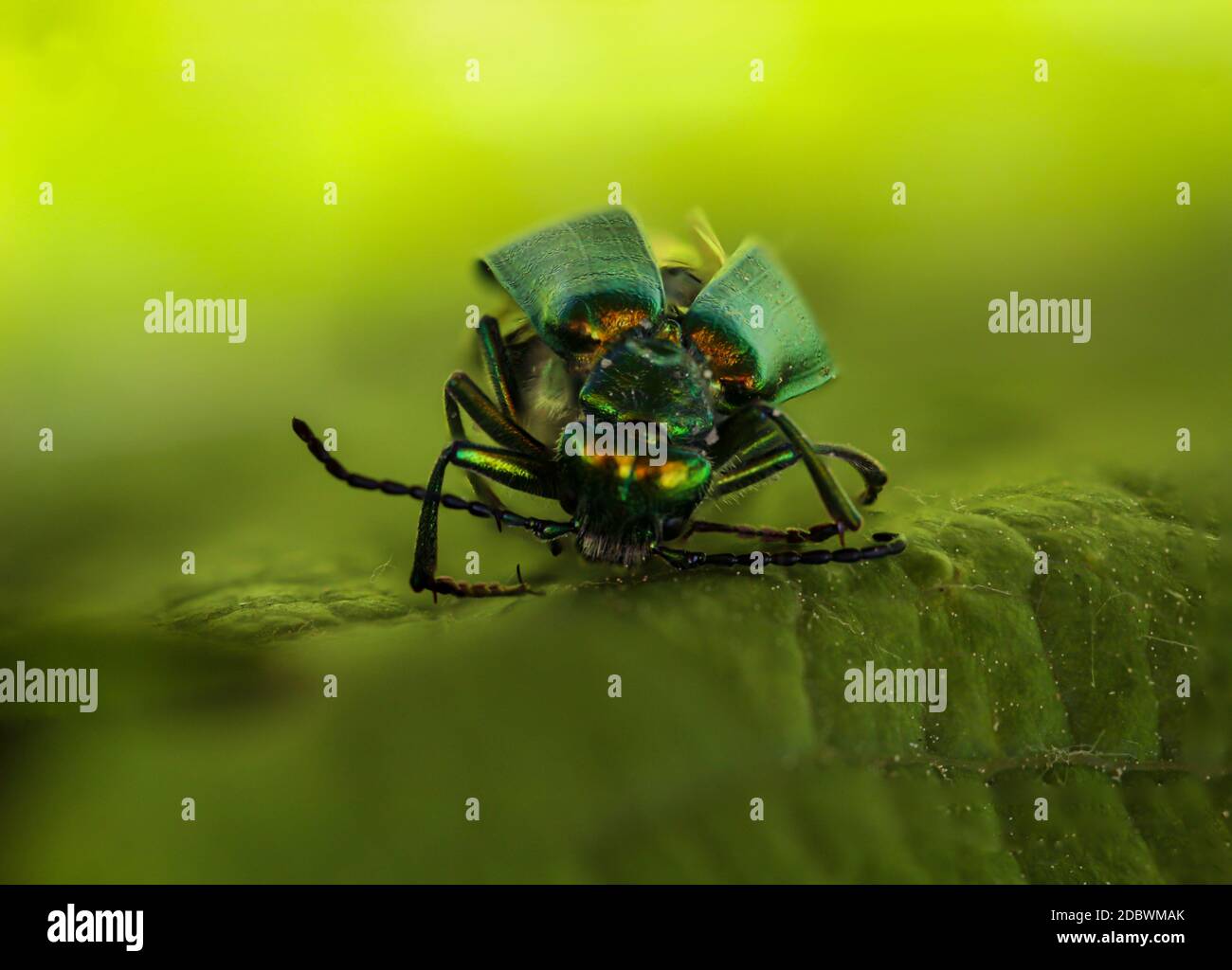 Macro of a green beetle on a leaf Stock Photo - Alamy