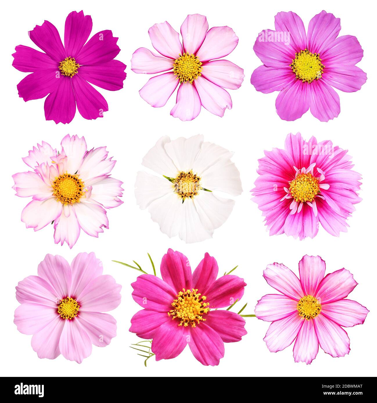 Cosmos flower Cut Out Stock Images & Pictures - Alamy