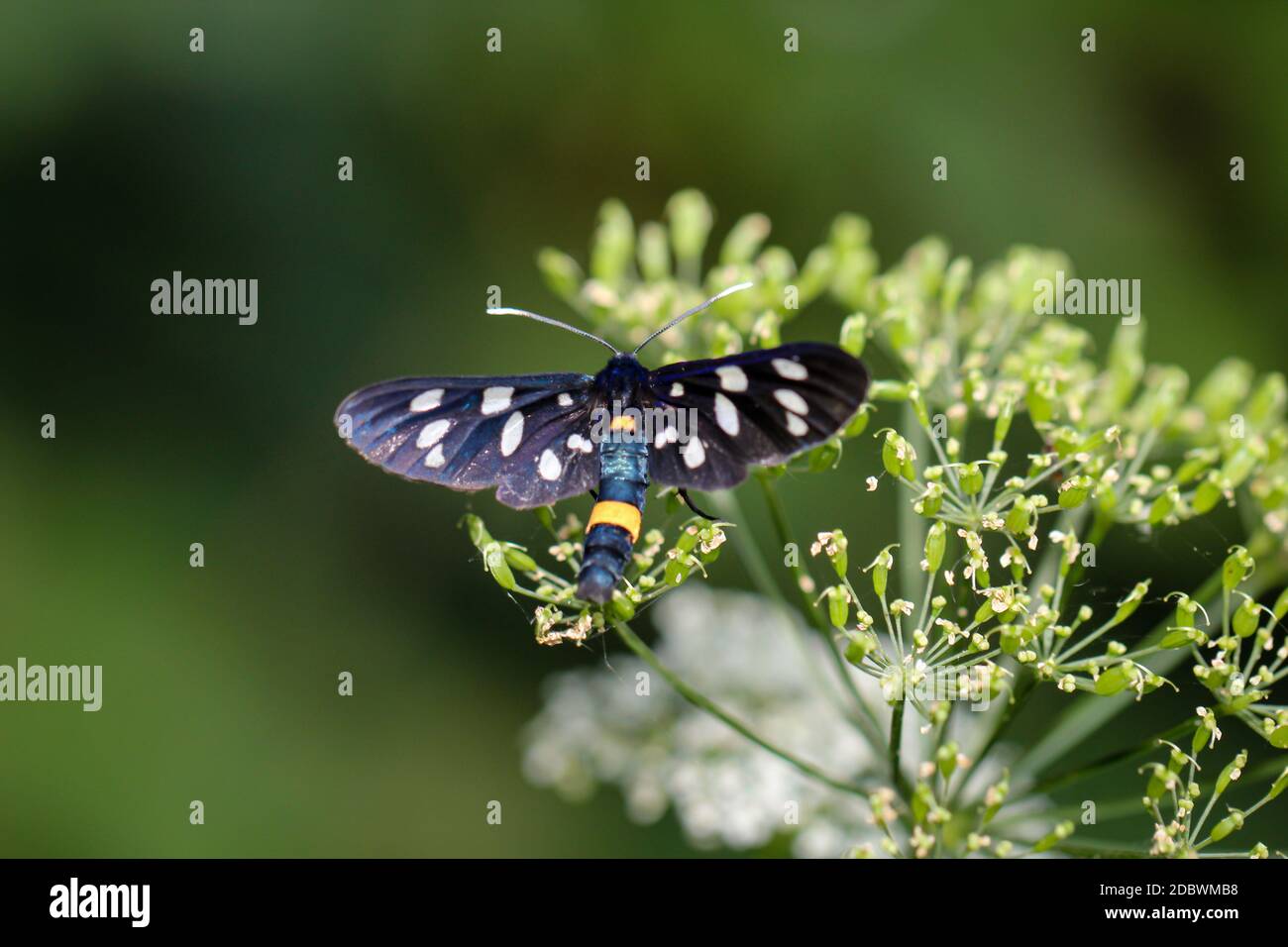 Biodiversity beauty hi-res stock photography and images - Alamy