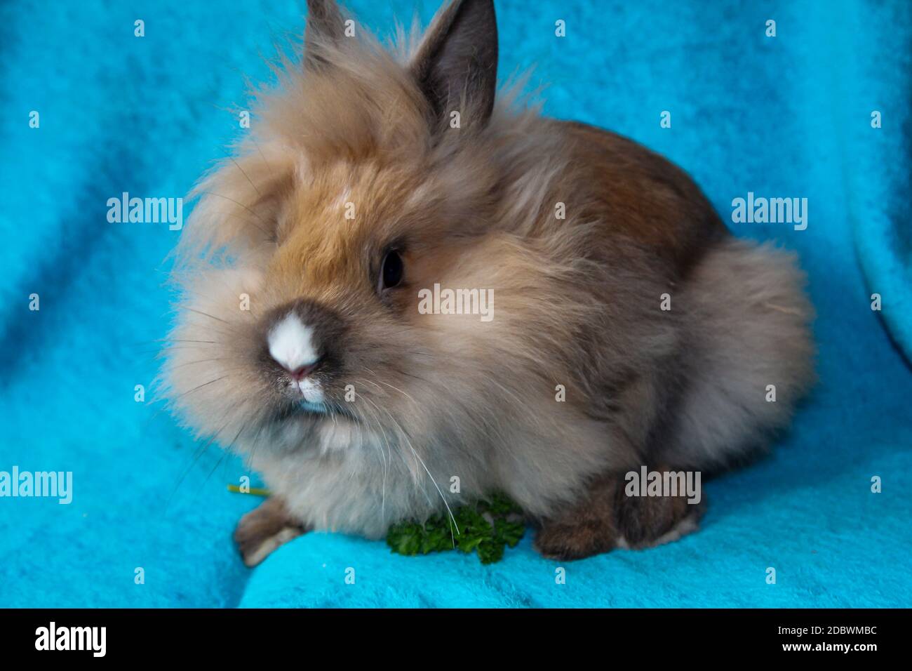 Photo shoot with a young dwarf rabbit Stock Photo - Alamy