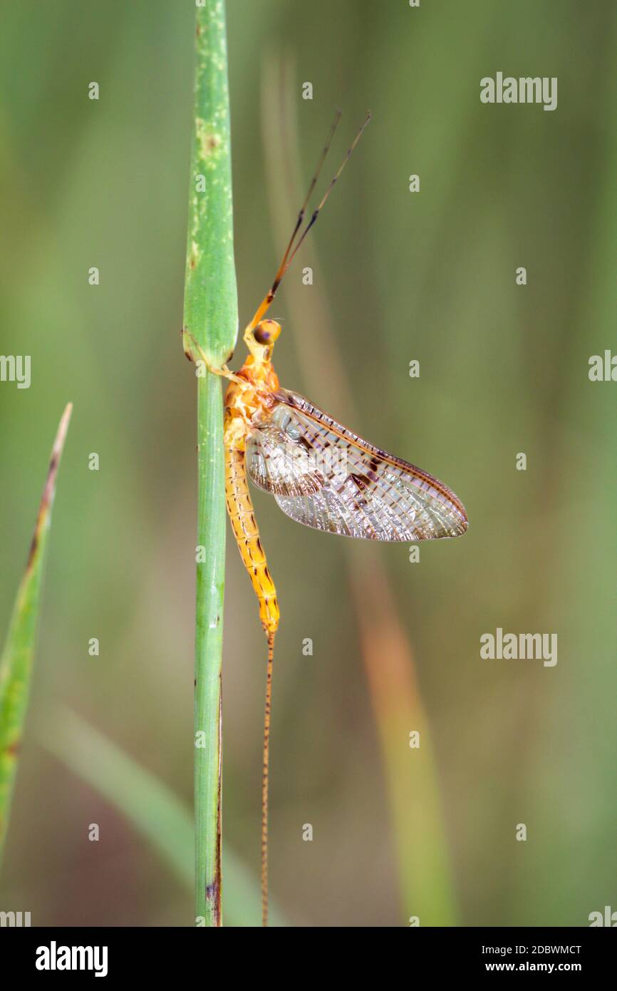 A close-up of a moth, insect or moth on a plant Stock Photo - Alamy