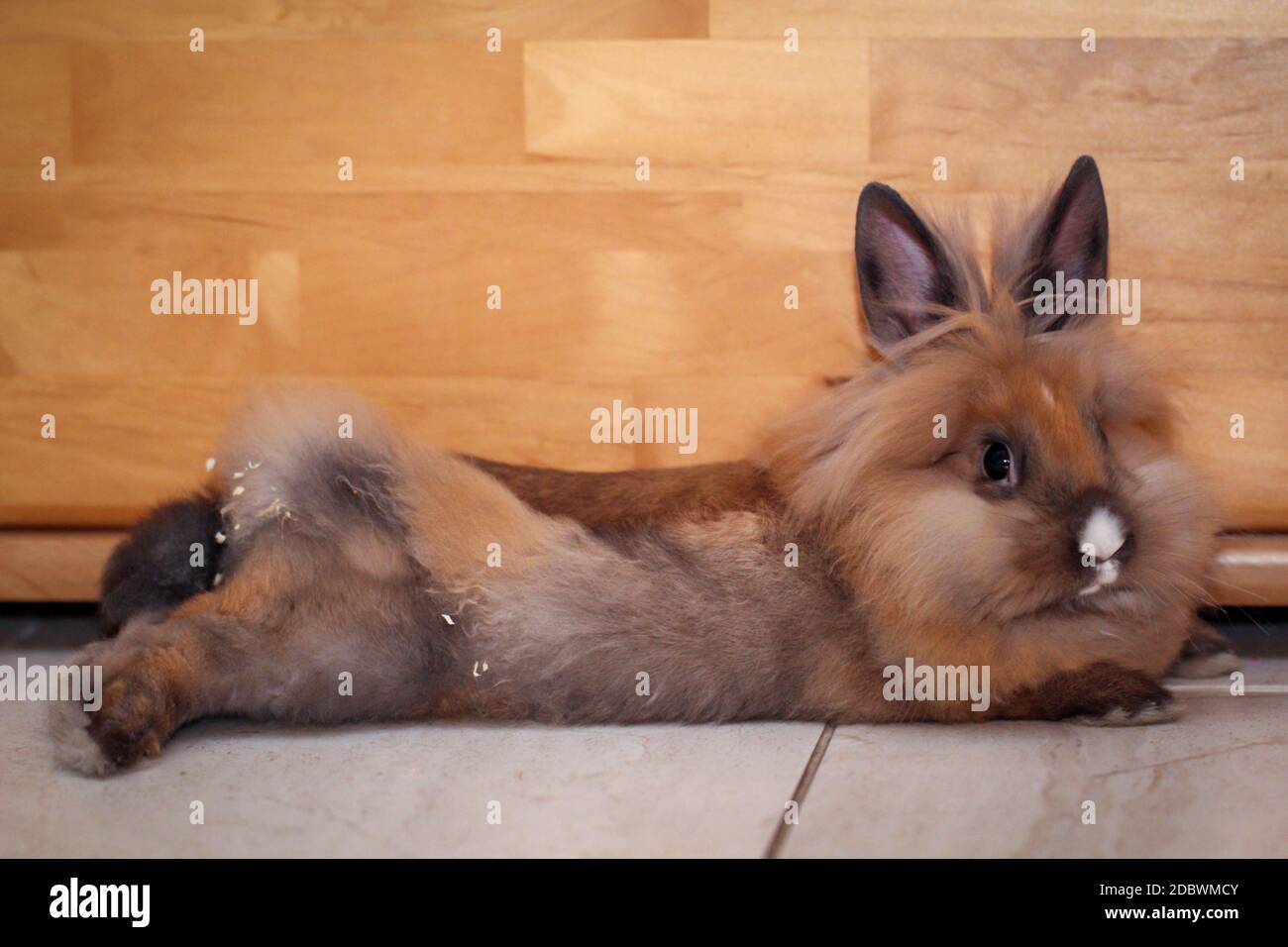 Photo shoot with a young dwarf rabbit Stock Photo - Alamy