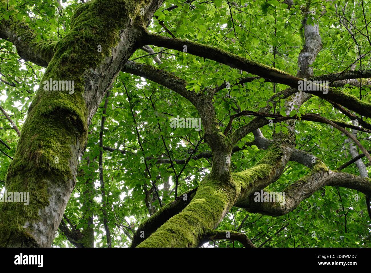 Old hornbeam branch moss wrapped and natural deciduous forest in summer ...