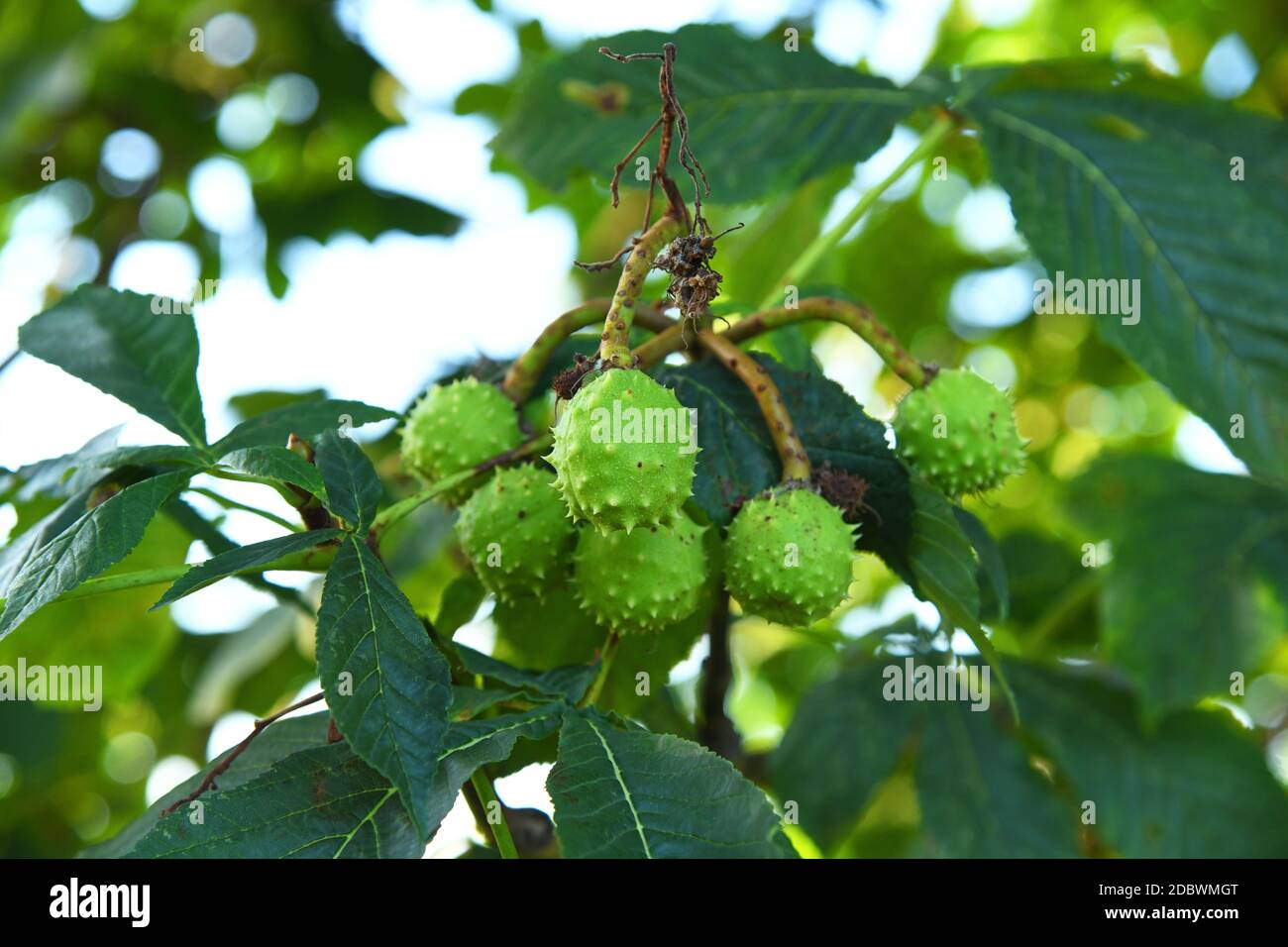 Branch of a chestnut tree Stock Photo - Alamy
