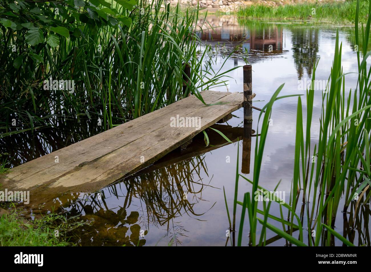 Old rustic wooden jetty on a tranquil lake with reeds and wild grasses ...