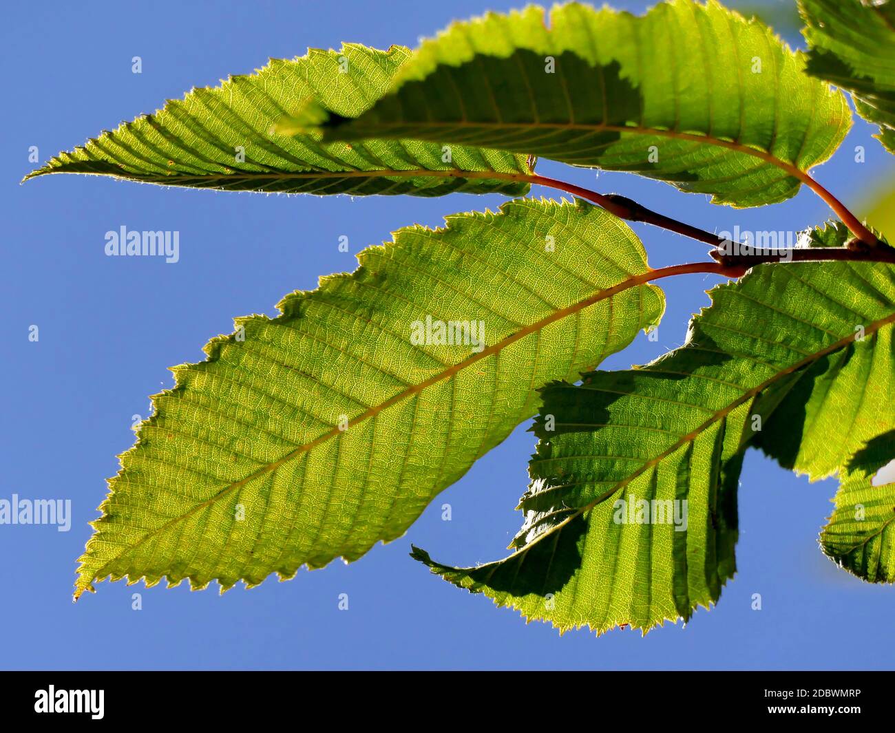 beech leaves in backlit Stock Photo - Alamy