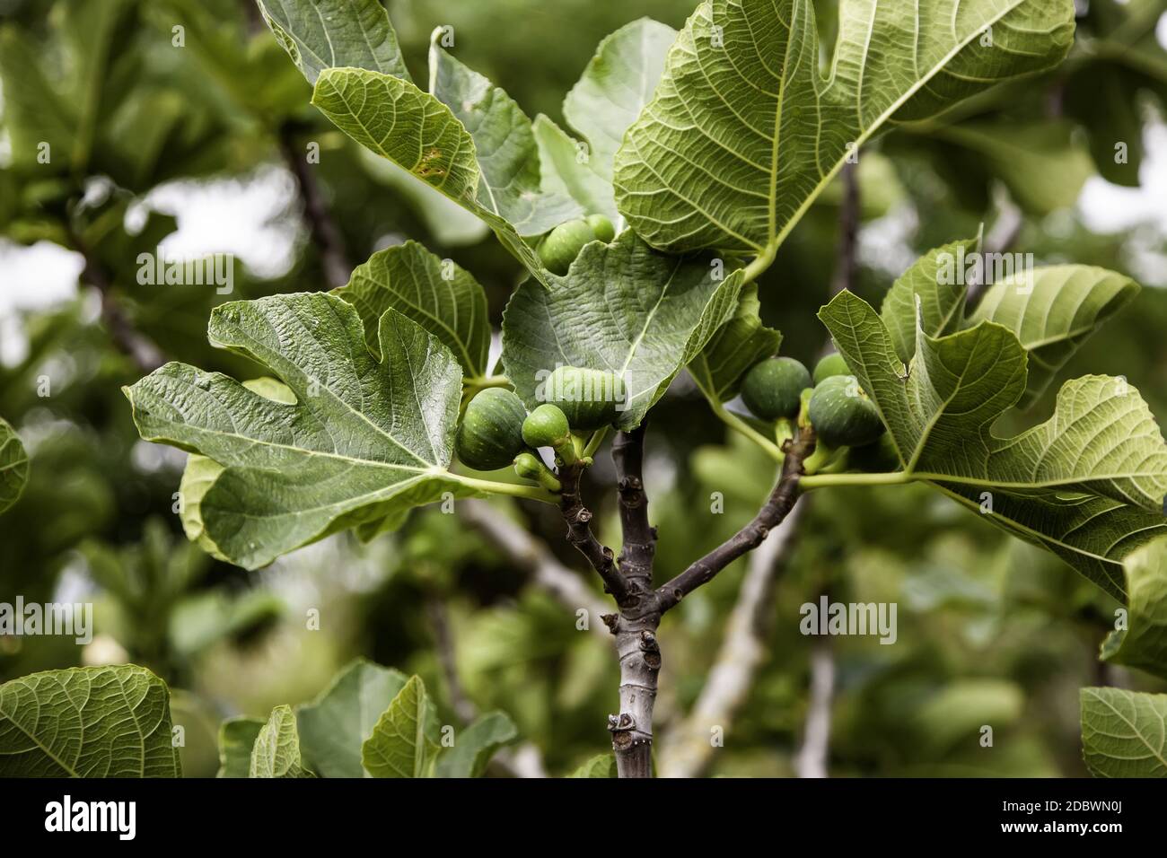 Figs on a fig tree, detail of wild fruit, healthy food Stock Photo - Alamy