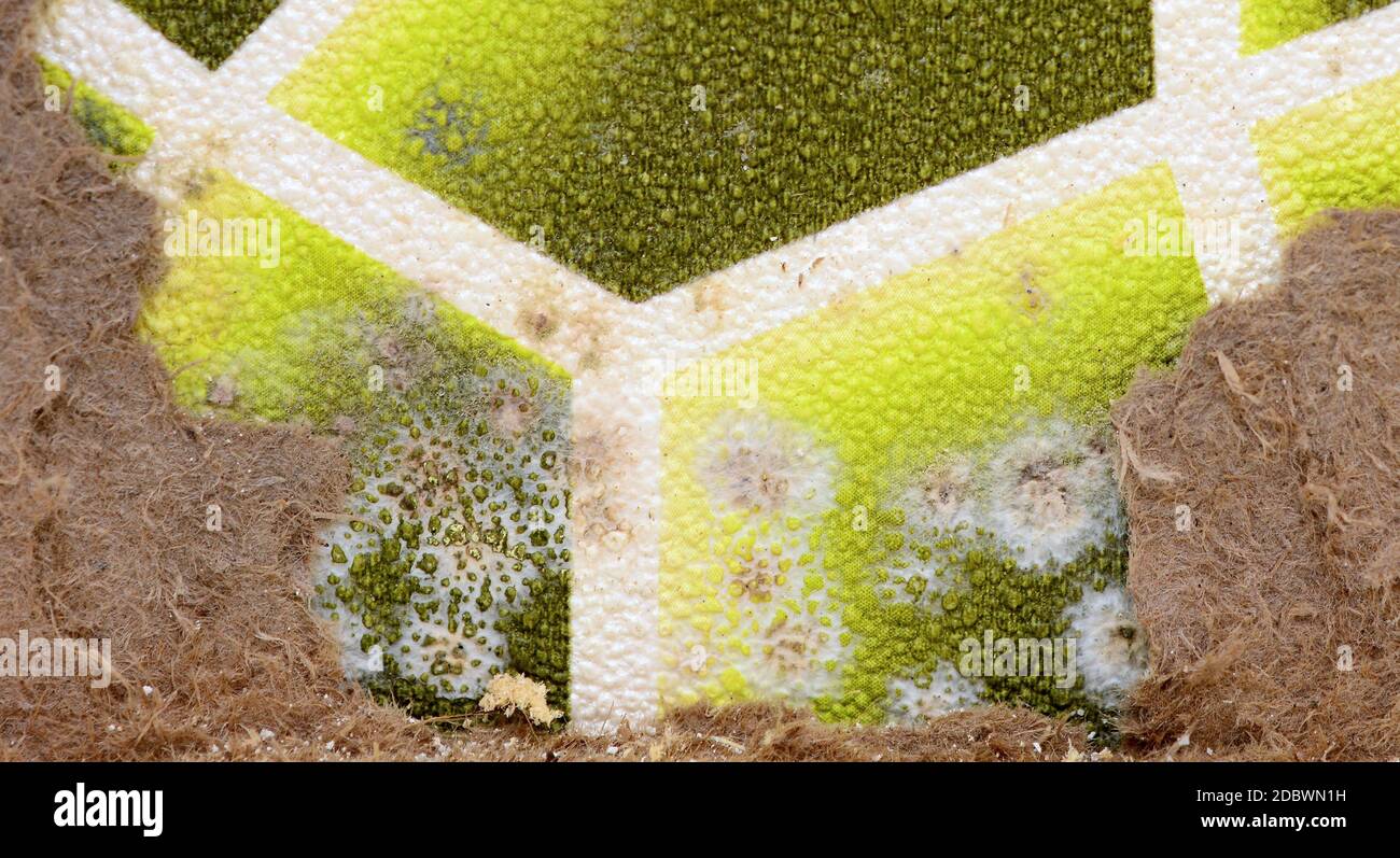 Closeup of spot mold on the green wall Stock Photo - Alamy