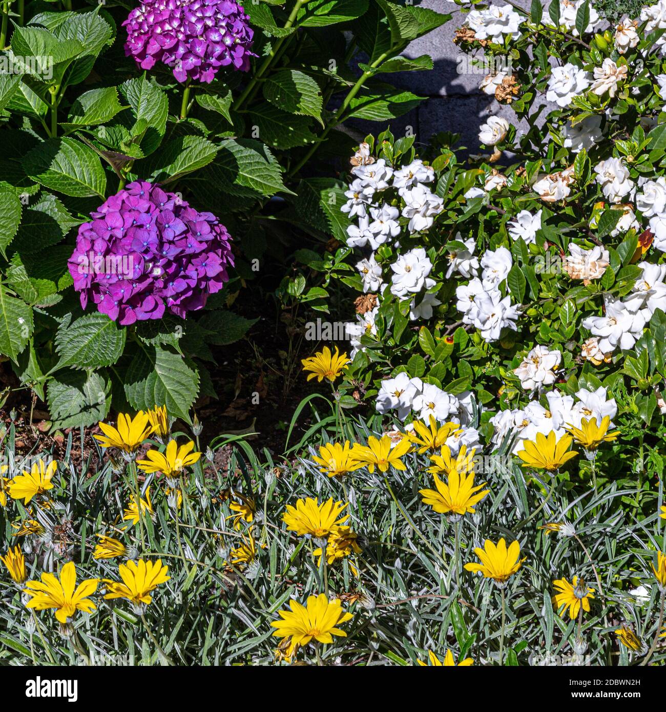 The amazing flowers of summer season Stock Photo - Alamy
