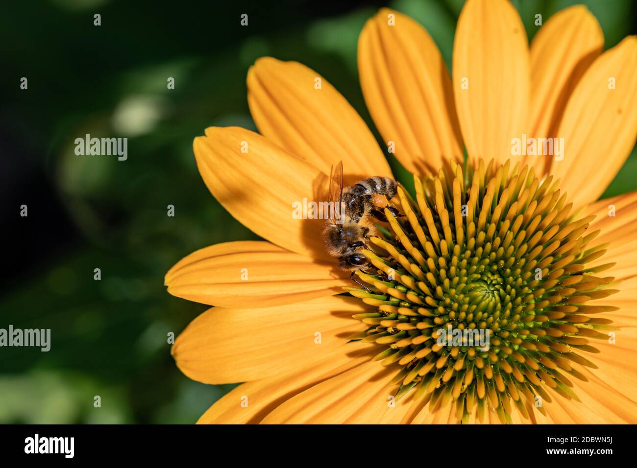 Flowers of Echinacea - an herb stimulating the immune system Stock ...