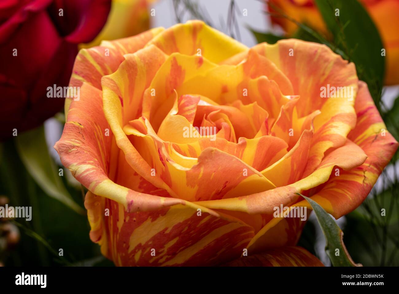 beautiful bouquet of colorful roses Stock Photo - Alamy