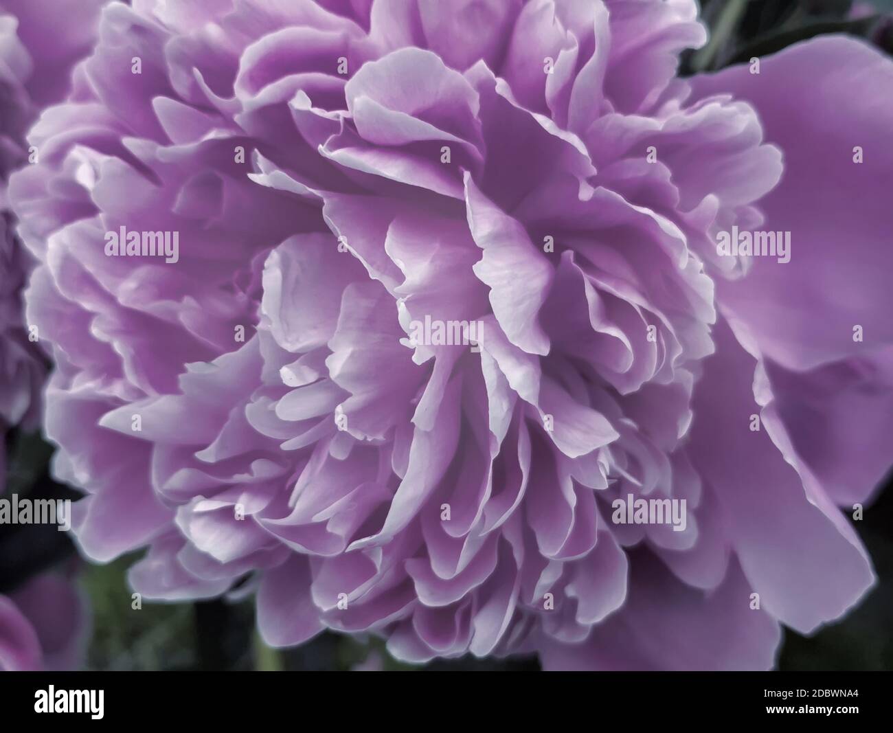 The beautiful pink large peony blossoming in a garden, is photographed ...