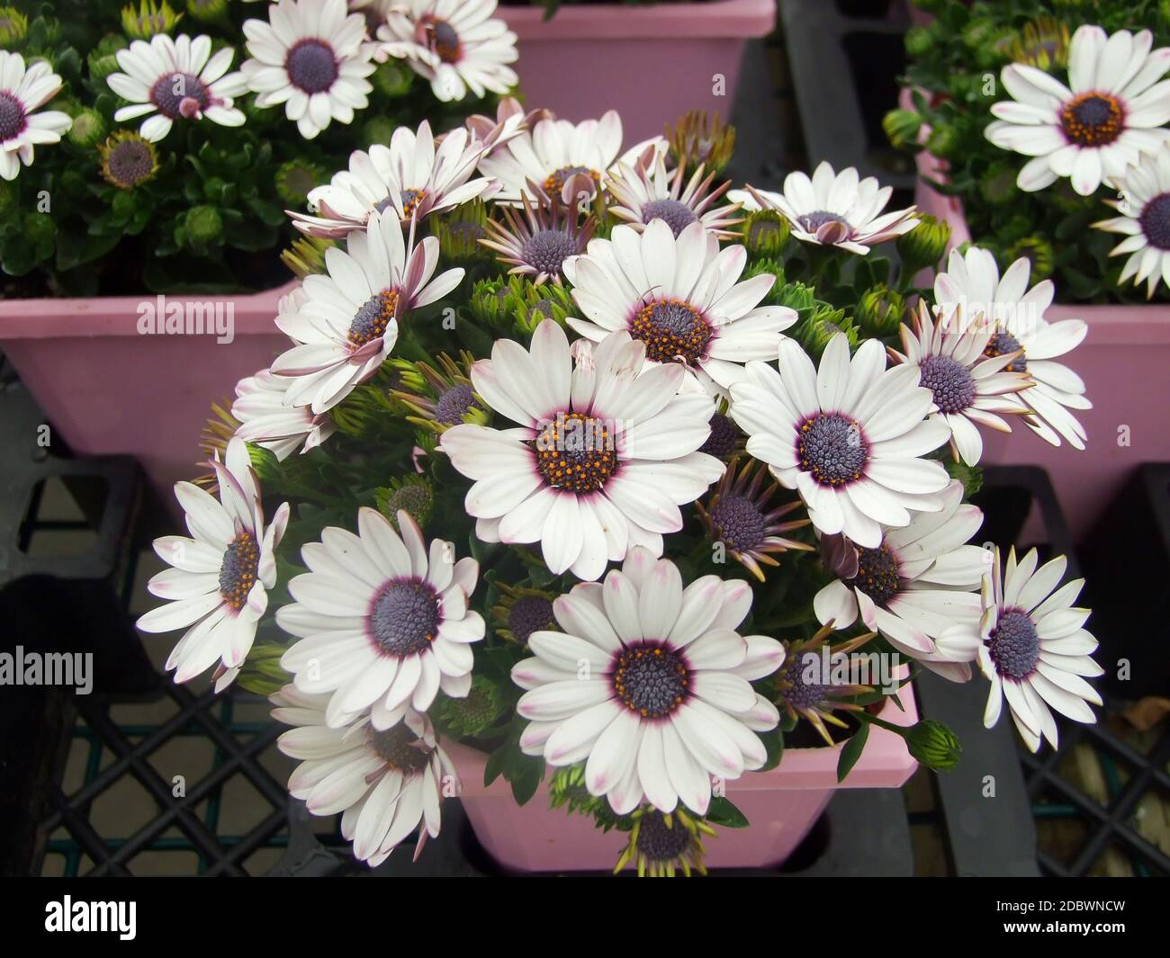 Light purple osteospermum or dimorphotheca flowers in the flowerbed ...