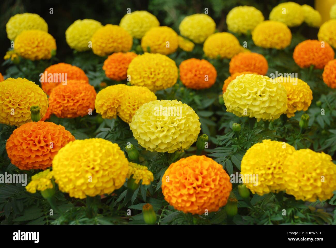 Marigolds Mixed Color (Tagetes erecta, Mexican marigold, Aztec marigold ...