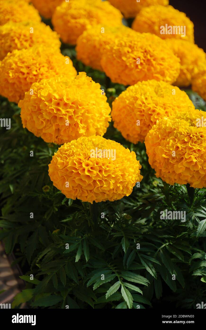 Marigolds Gold Color (Tagetes erecta, Mexican marigold, Aztec marigold ...