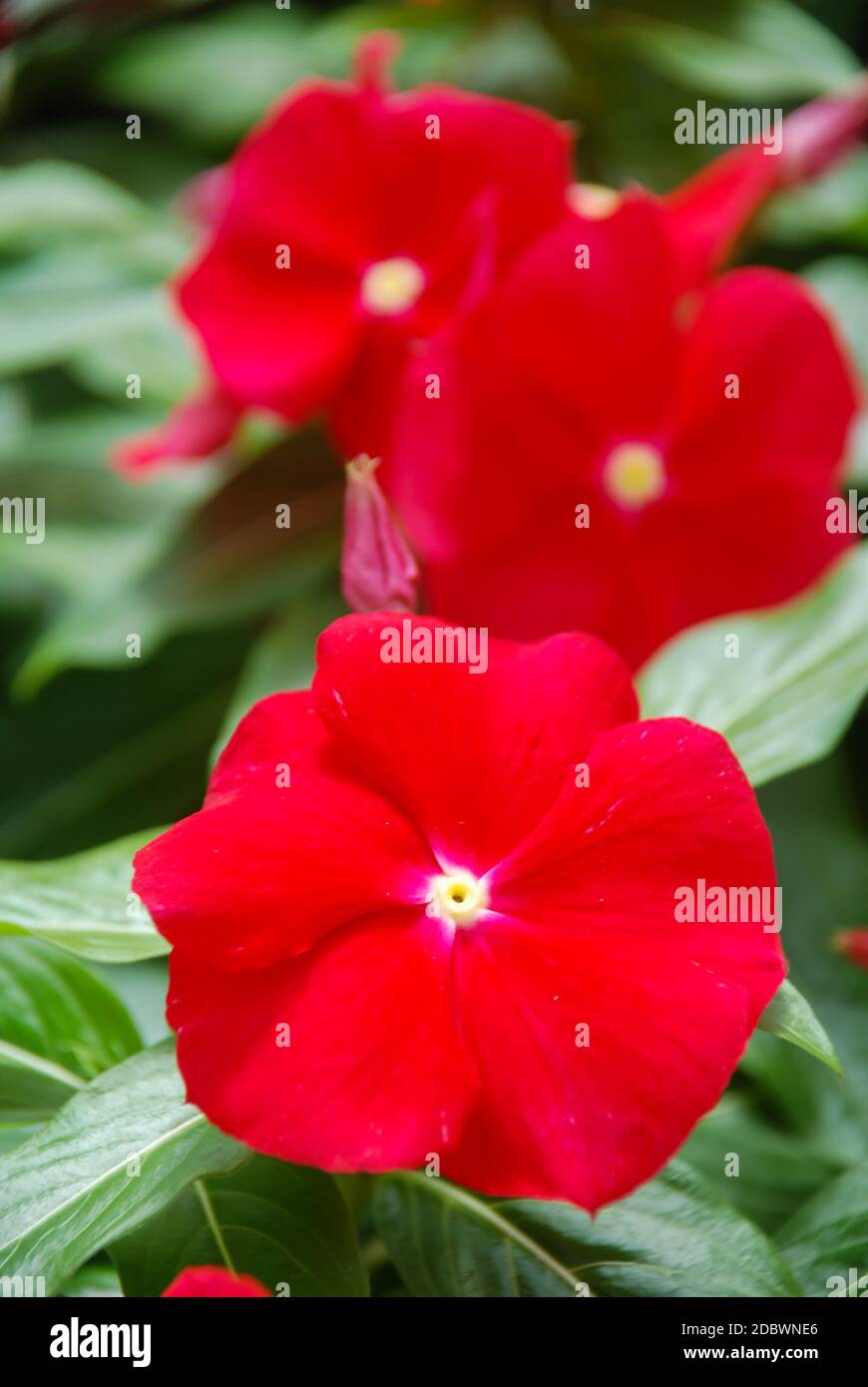 foliage vinca flowers, red vinca flowers (Madagascar periwinkle ...