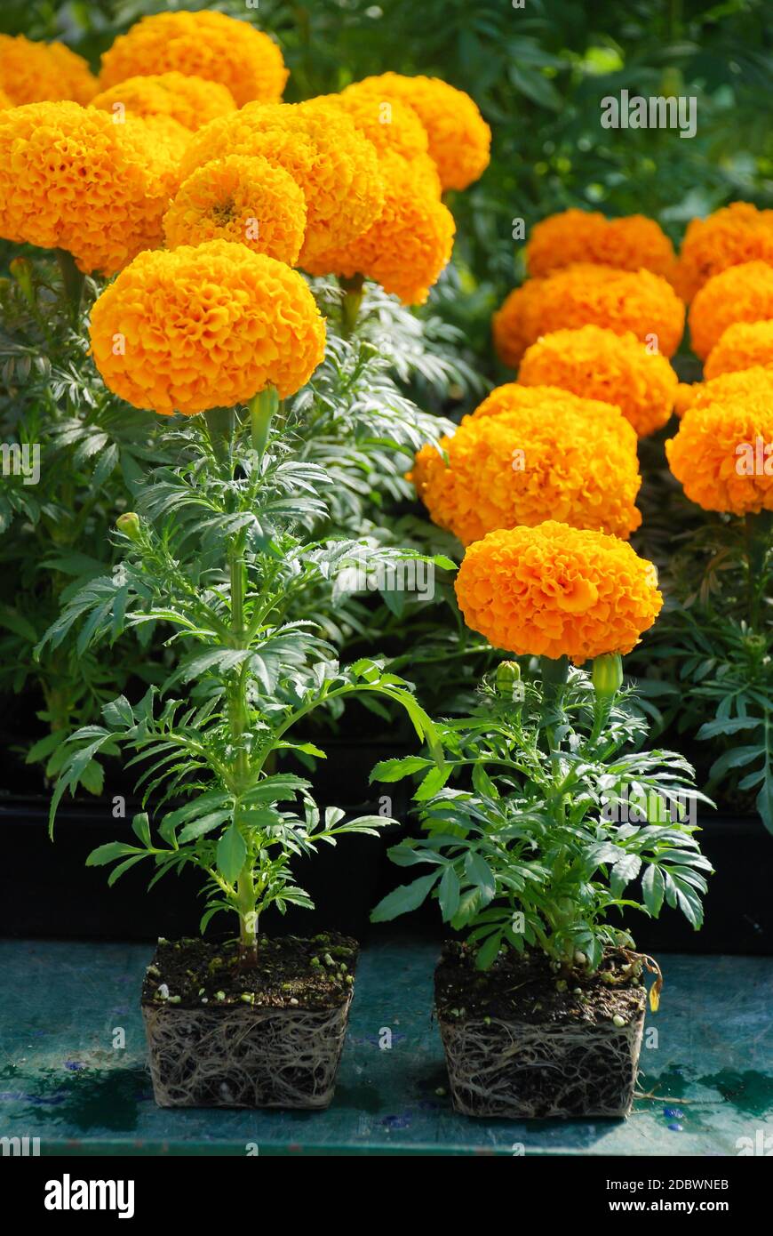 Marigolds Orange Color (Tagetes erecta, Mexican marigold, Aztec ...