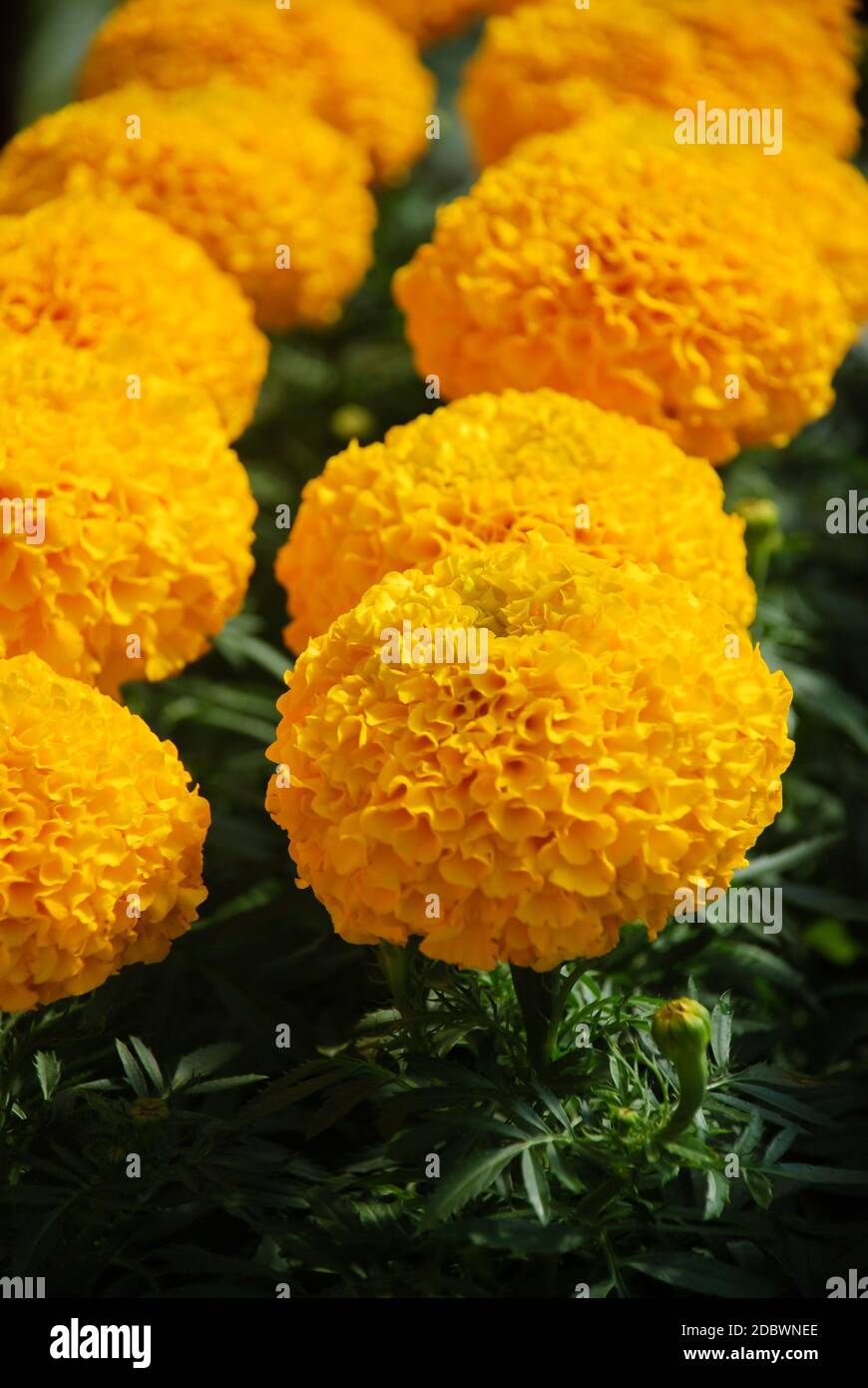Marigolds Gold Color (Tagetes erecta, Mexican marigold, Aztec marigold ...