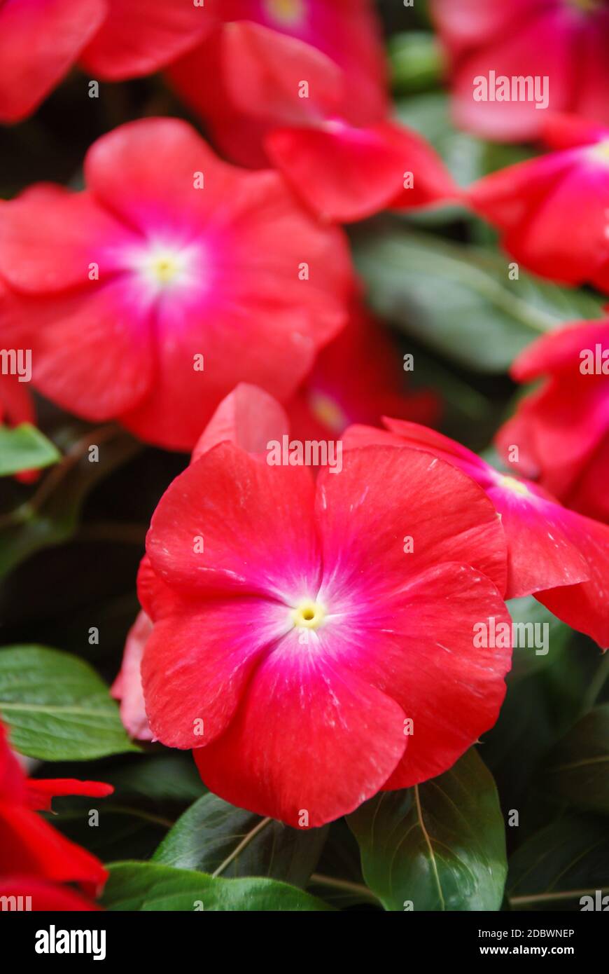 foliage vinca flowers, rose vinca flowers (Madagascar periwinkle ...