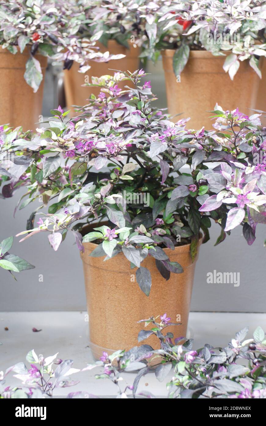 Ornamental pepper (dwarf pepper, Capsicum annuum), potted pepper ...