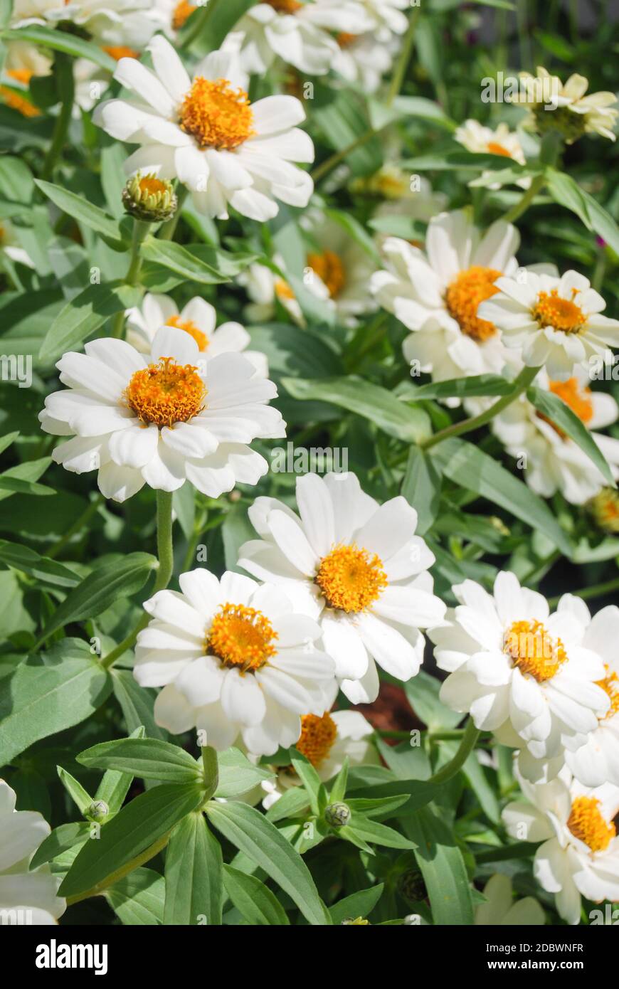 Zinnia growing in a pot with a shallow focus, dwarf zinnia flowers ...