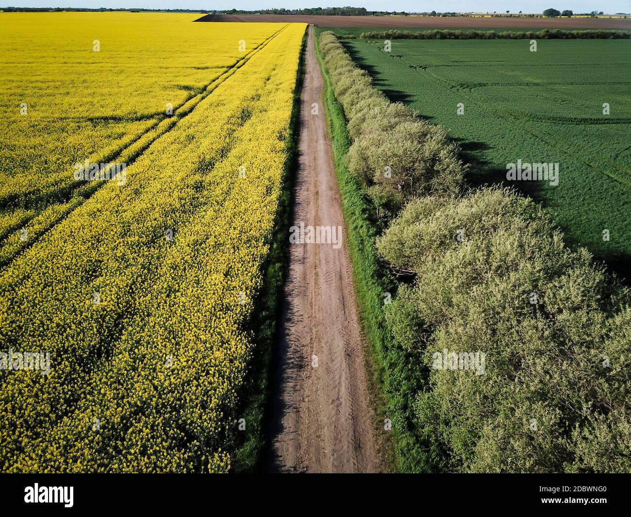 Rapeseed plant in grass hi-res stock photography and images - Alamy