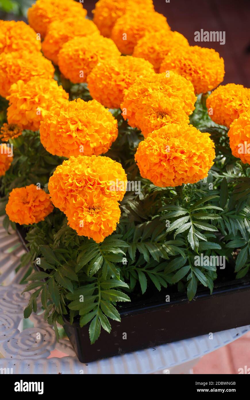 Marigolds Orange Color (Tagetes erecta, Mexican marigold, Aztec ...